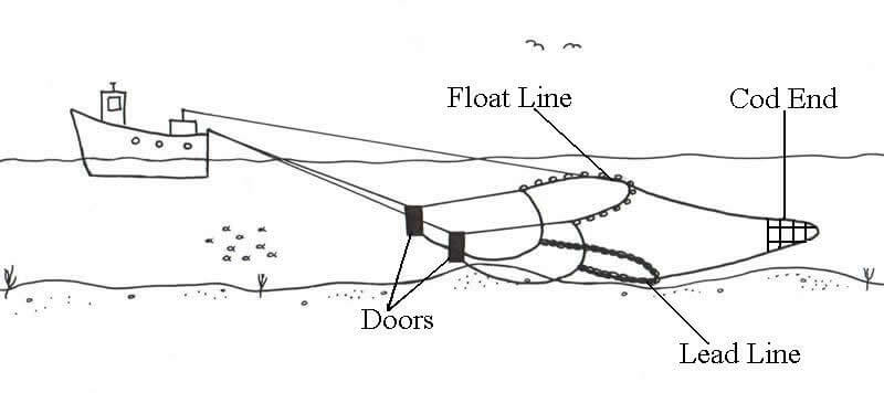 NJDEP| Fish & Wildlife | Delaware Bay Finfish Trawl Survey