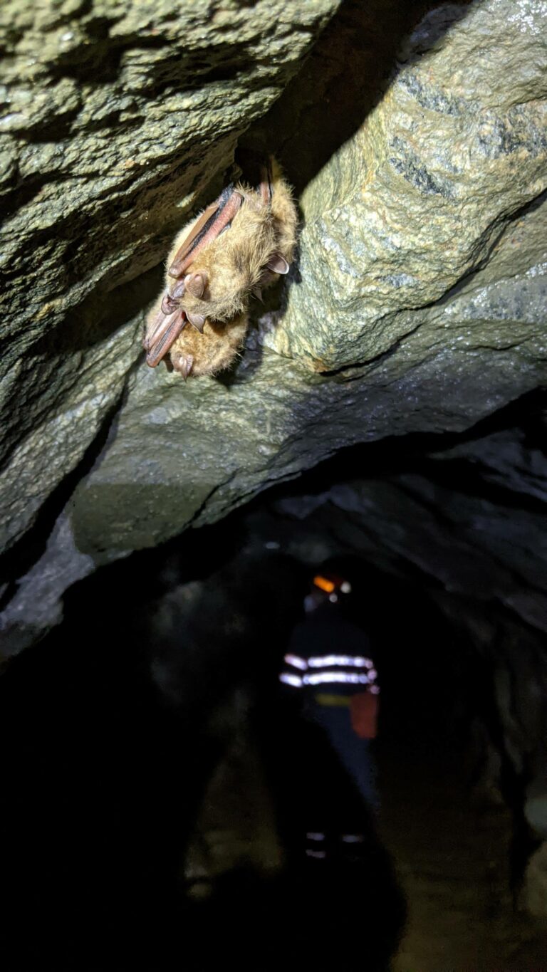 NJDEP| Fish & Wildlife | Bat Conservation