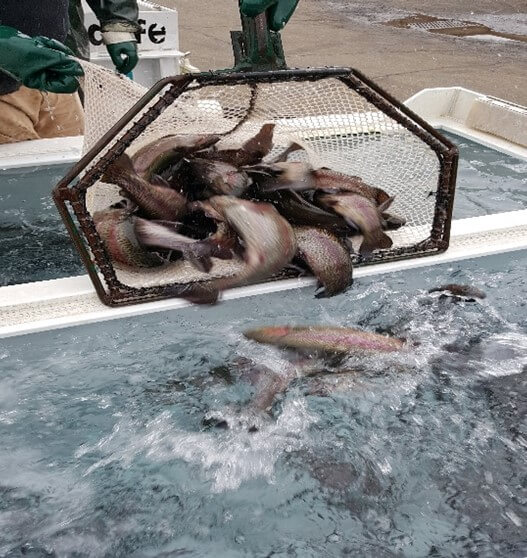 NJDEP| Fish & Wildlife | Pequest Hatchery Operations