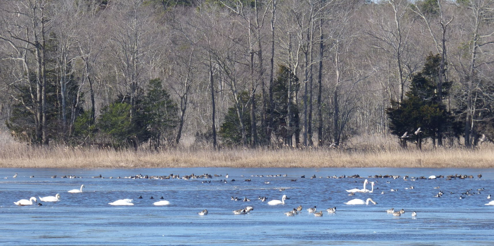 NJDEP| Fish & Wildlife | Tuckahoe WMA Road Closure: Spring Waterfowl ...