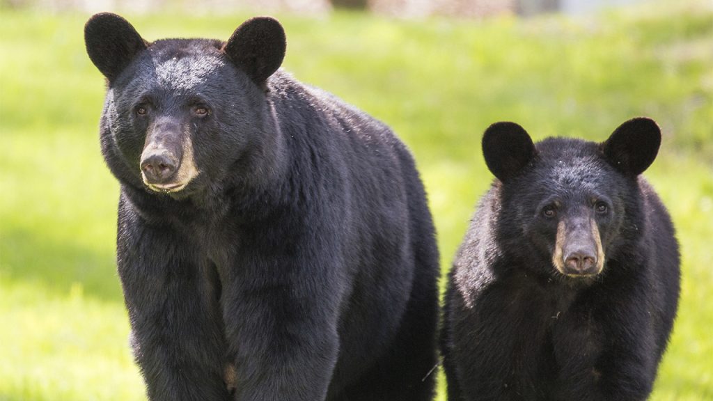 NJDEP| Fish & Wildlife | Black Bear Education Curriculum