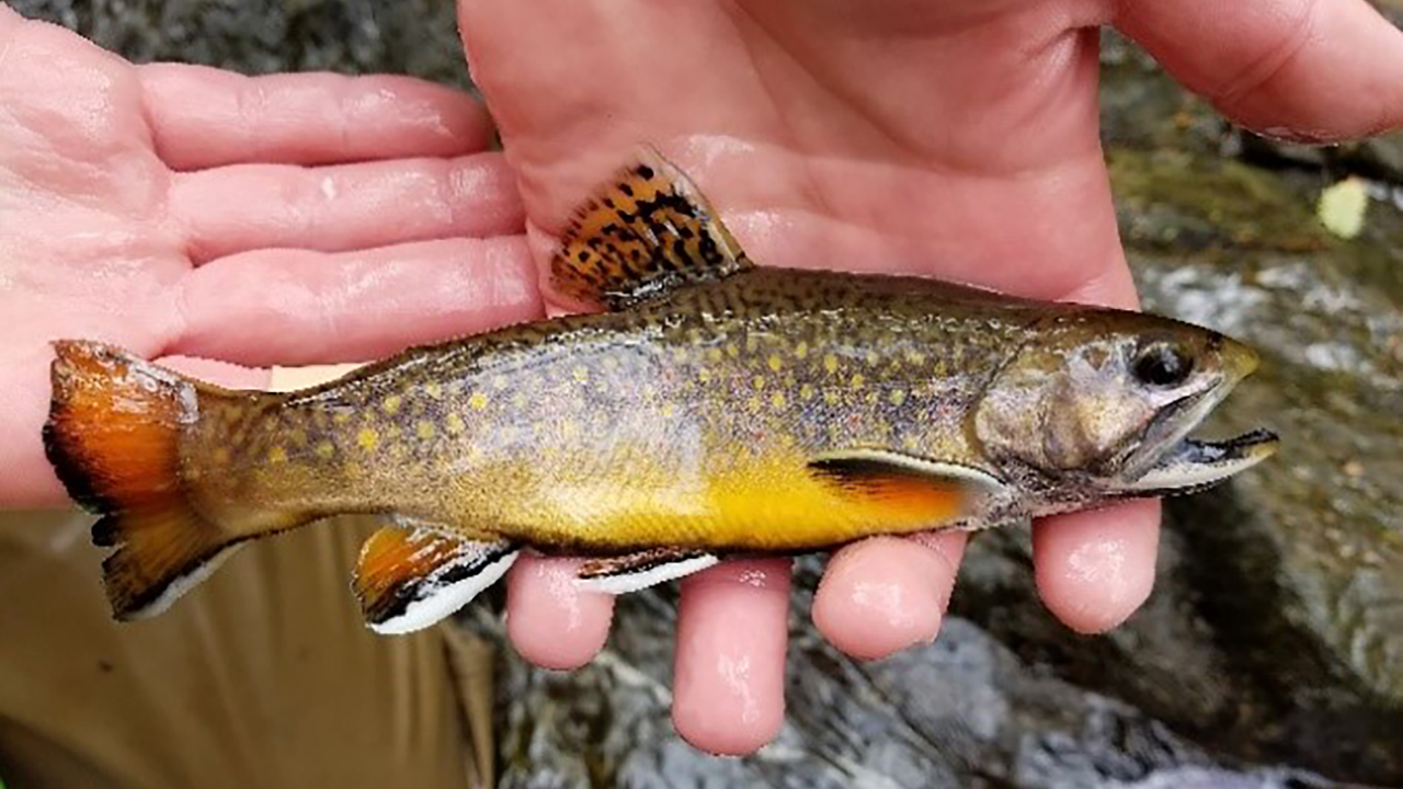 NJDEP| Fish & Wildlife | NJDEP Fish & Wildlife to Spearhead Effort to ...