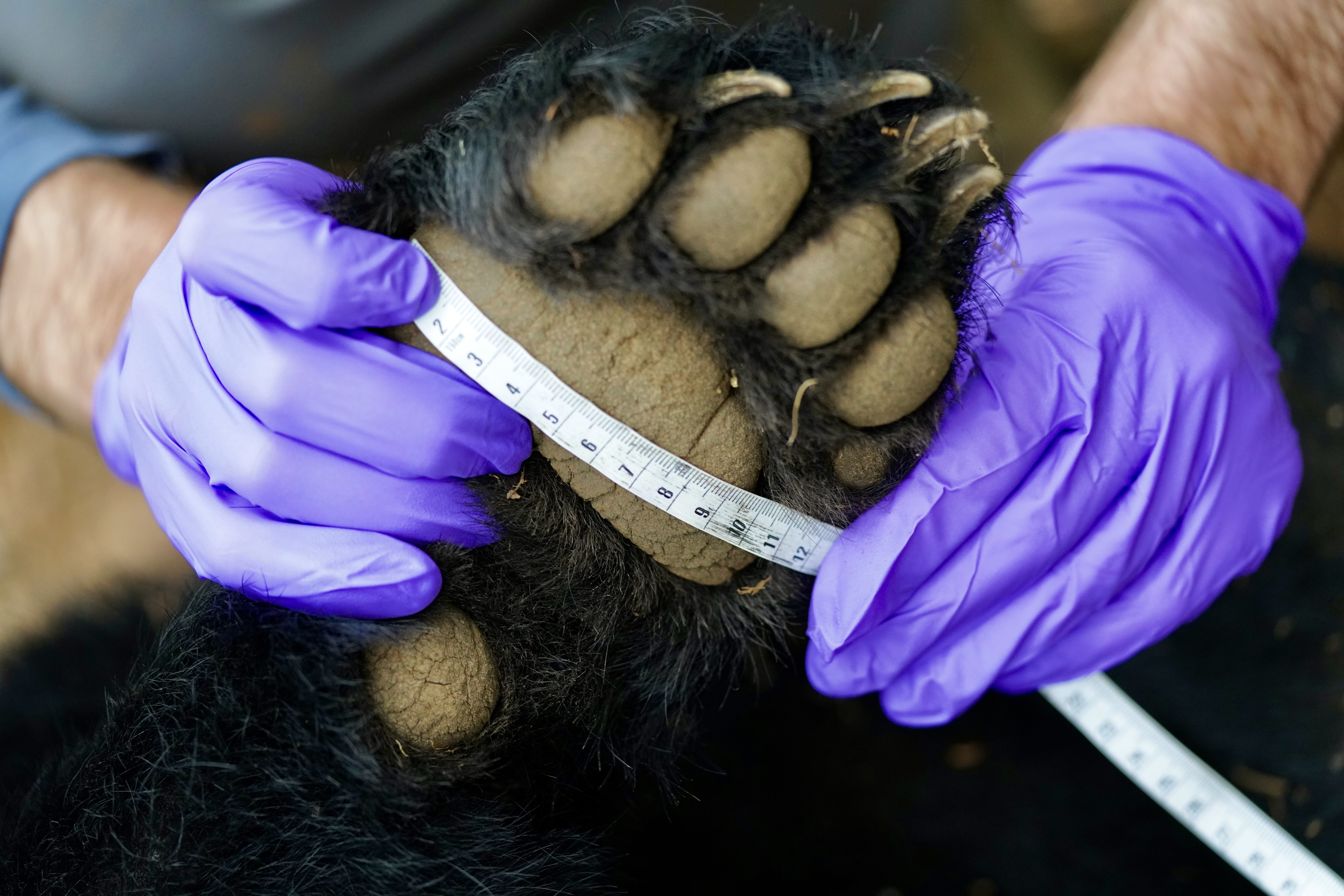 Black Bear Paws