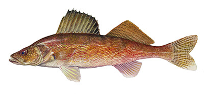 Freshwater | How To Get Started | Fish & Wildlife