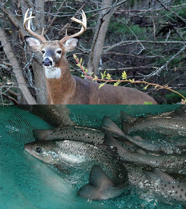 NJDEP| Fish & Wildlife | Councils and Committees