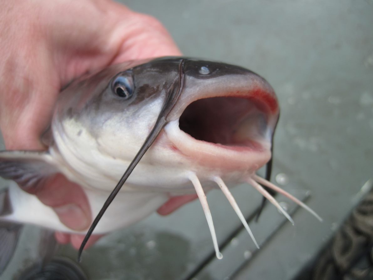 NJDEP| Fish & Wildlife | White Catfish