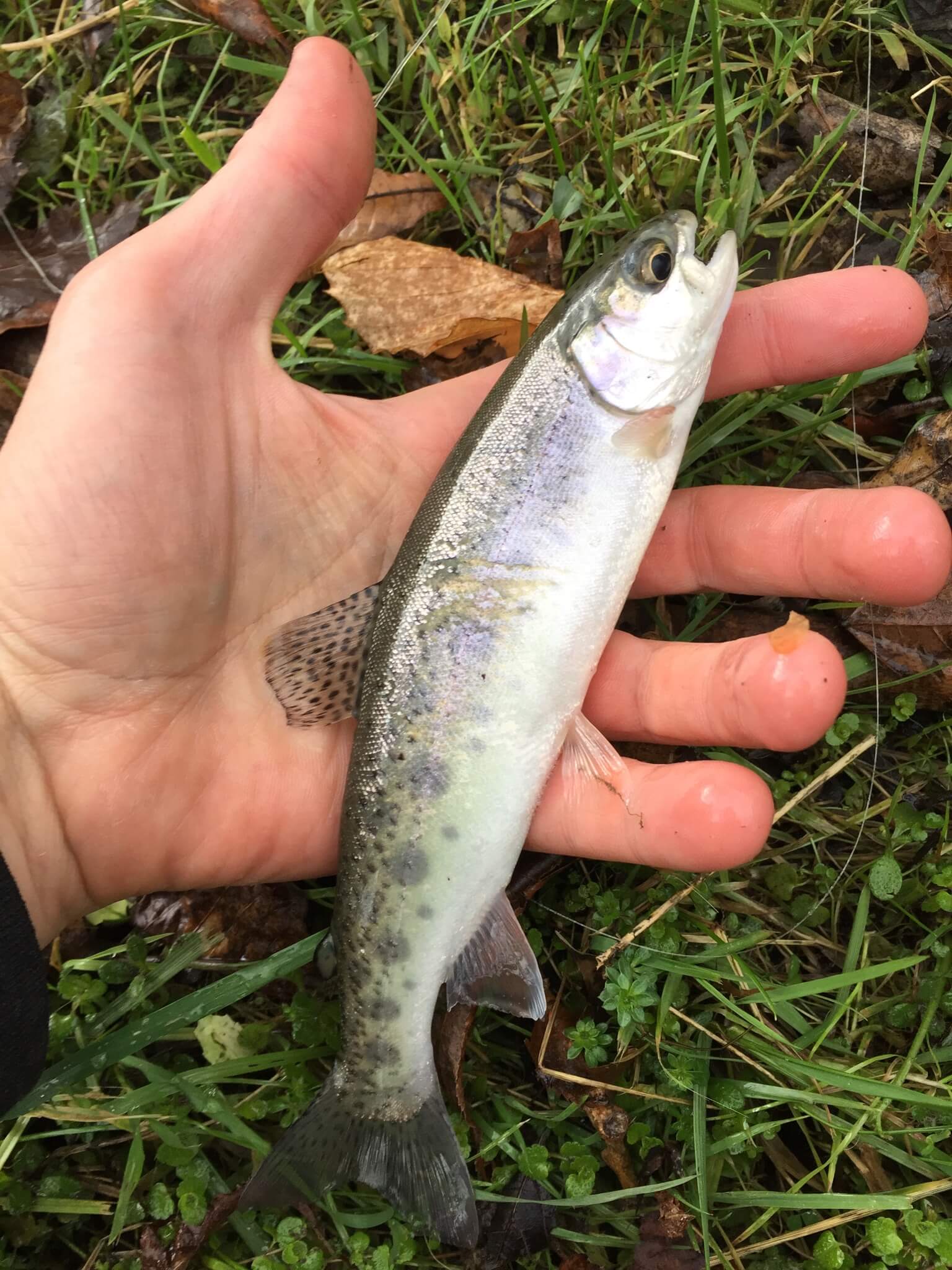 NJDEP| Fish & Wildlife | Wild Trout