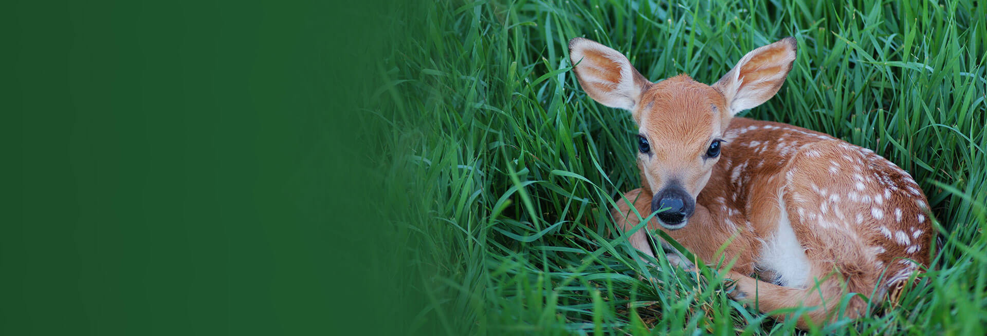 Wildlife | Need Help With Wildlife | Fish & Wildlife