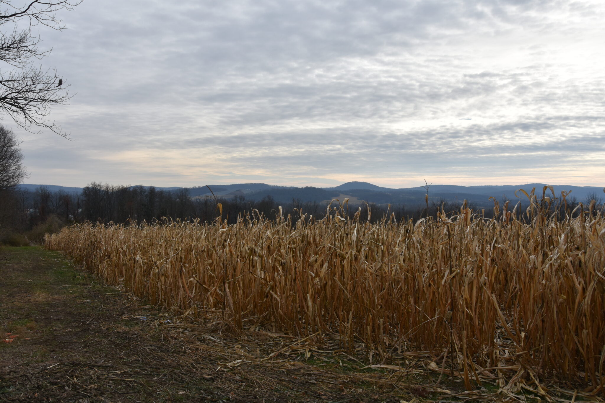 NJDEP| Fish & Wildlife | WMA of the Month - Beaver Brook