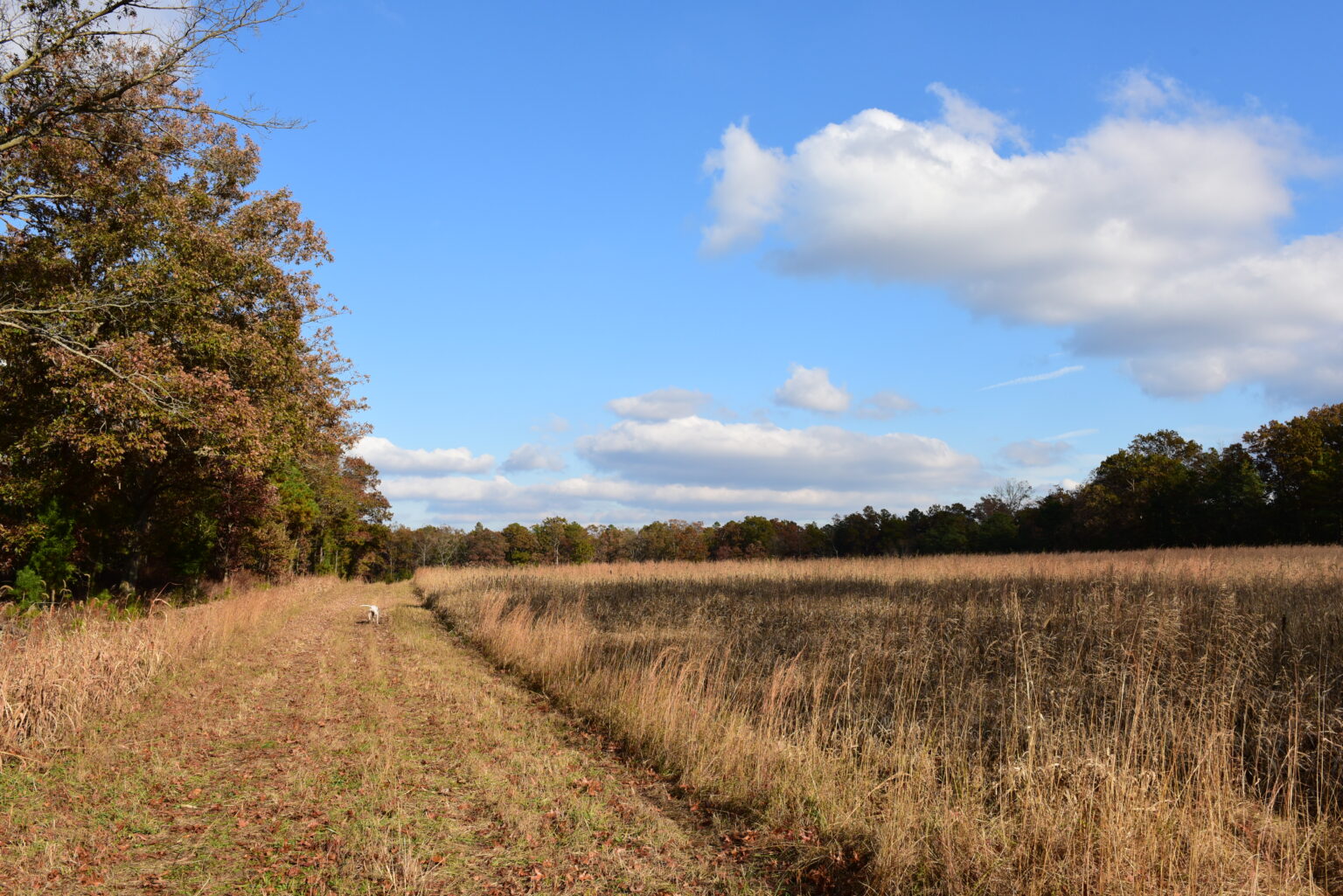 NJDEP| Fish & Wildlife | WMA of the Month - Peaslee