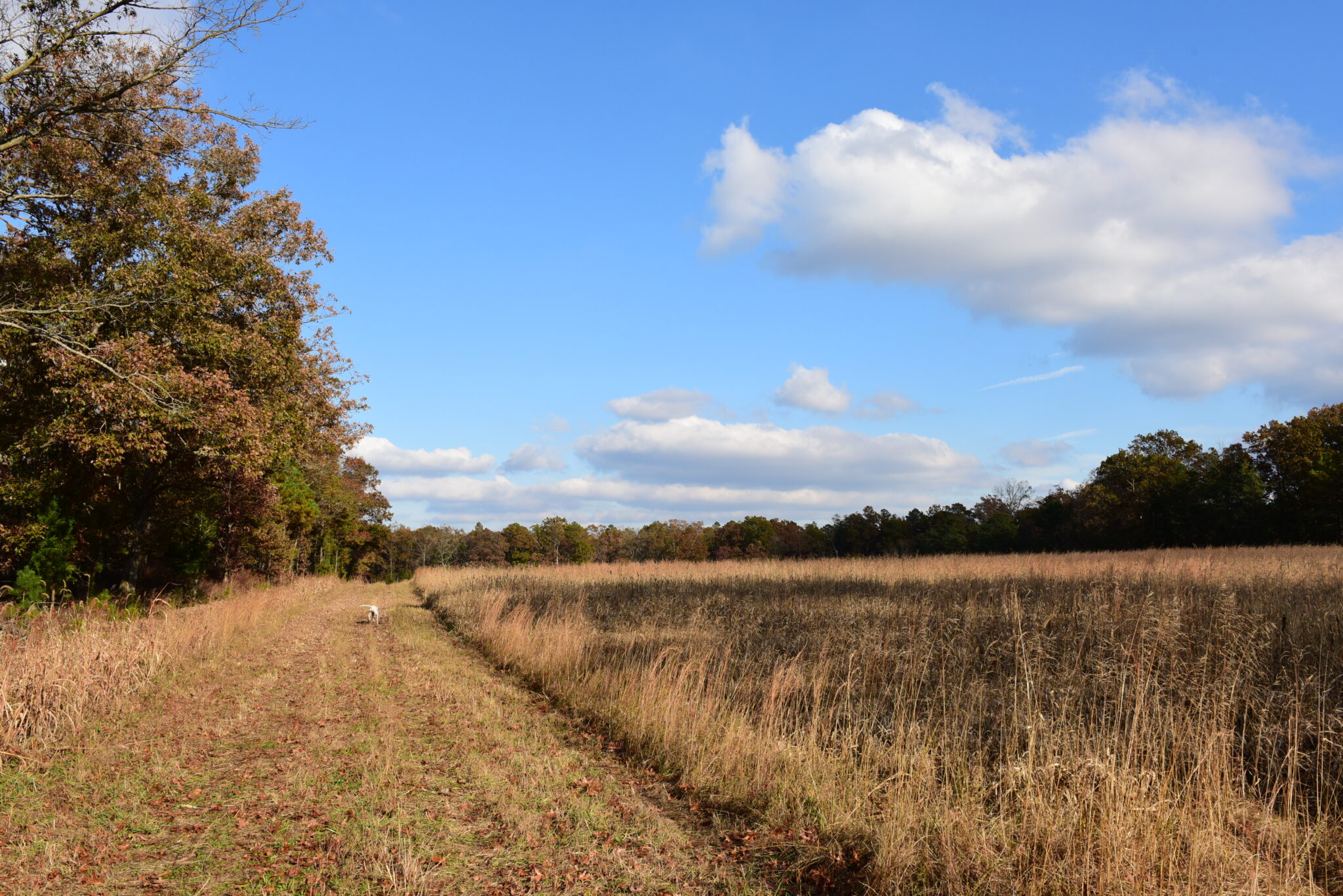 NJDEP| Fish & Wildlife | WMA of the Month - Peaslee