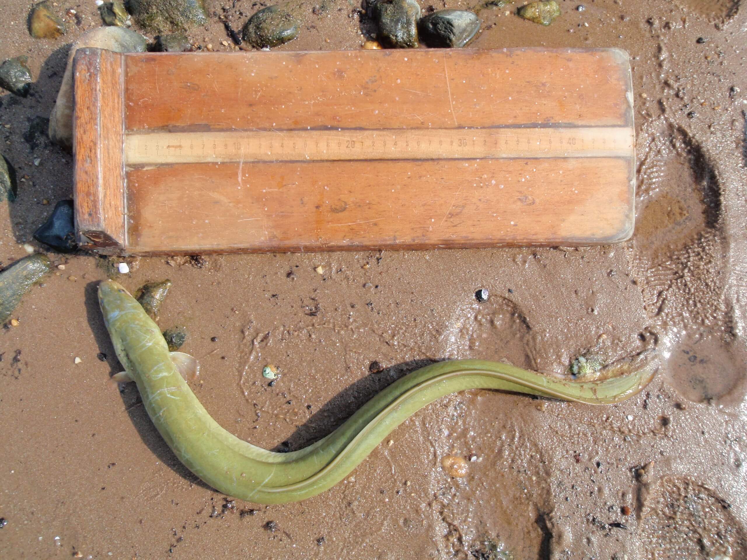 NJDEP| Fish & Wildlife | American Eel Research Project