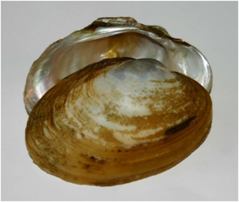 NJDEP| Fish & Wildlife | Freshwater Mussels