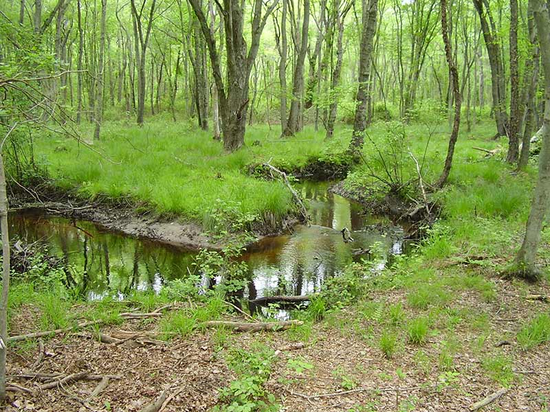 NJDEP| New Jersey Natural Lands Trust | Bear Swamp at Red Lion Preserve