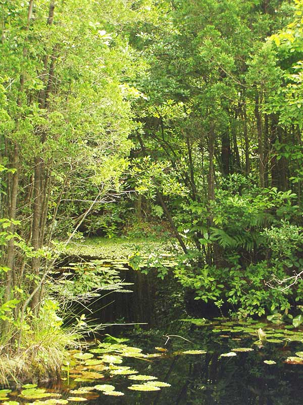 NJDEP| New Jersey Natural Lands Trust | Bear Swamp at Red Lion Preserve