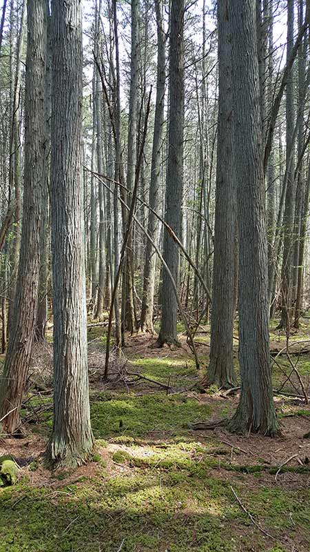 NJDEP| New Jersey Natural Lands Trust | Bear Swamp at Red Lion Preserve