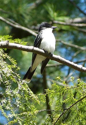 NJDEP| New Jersey Natural Lands Trust | Readington Preserve