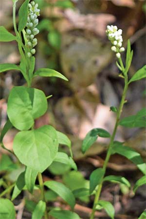 NJDEP| New Jersey Natural Lands Trust | Buttermilk Bridge Preserve
