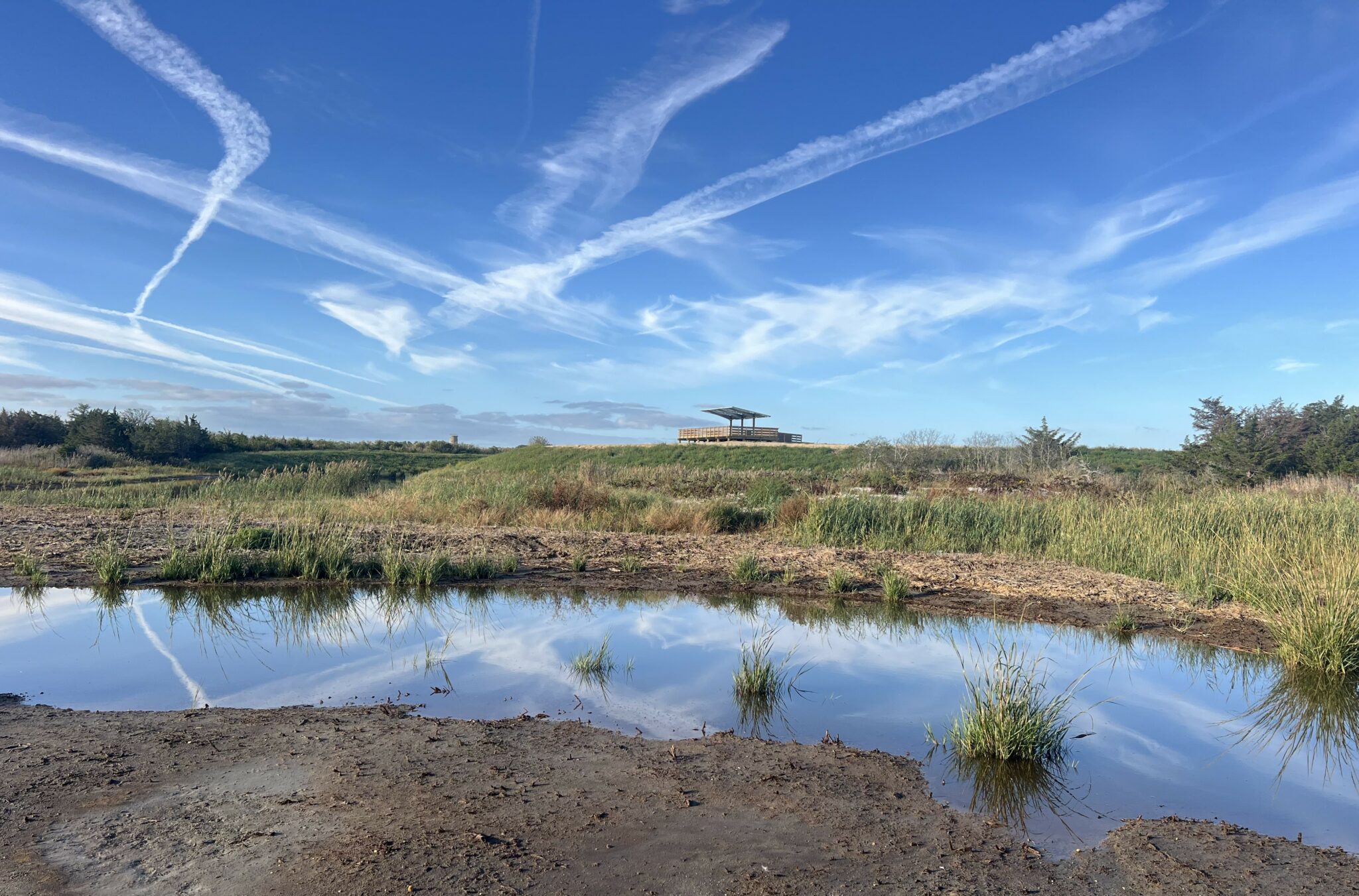 NJDEP| Office of Natural Resources Restoration | Higbee Beach Wildlife ...