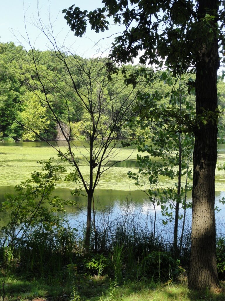 NJDEP| Office of Natural Resources Restoration | Weequahic Park Restoration