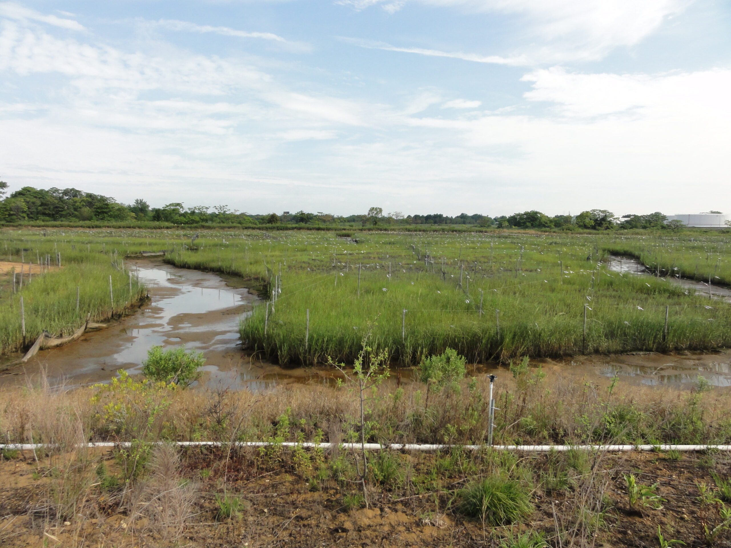 NJDEP| Office of Natural Resources Restoration | Chevron Wetland ...
