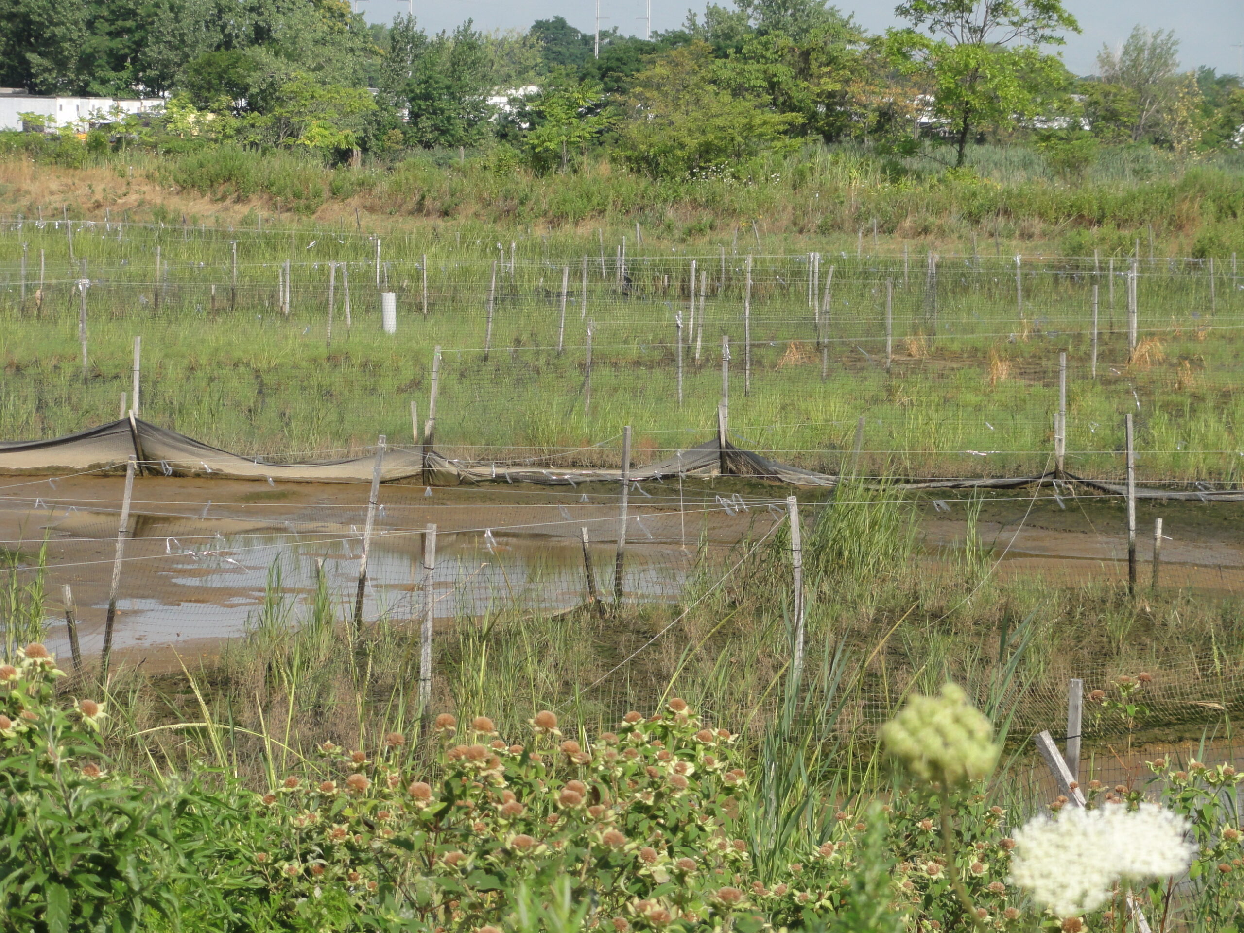 NJDEP| Office of Natural Resources Restoration | Chevron Wetland ...