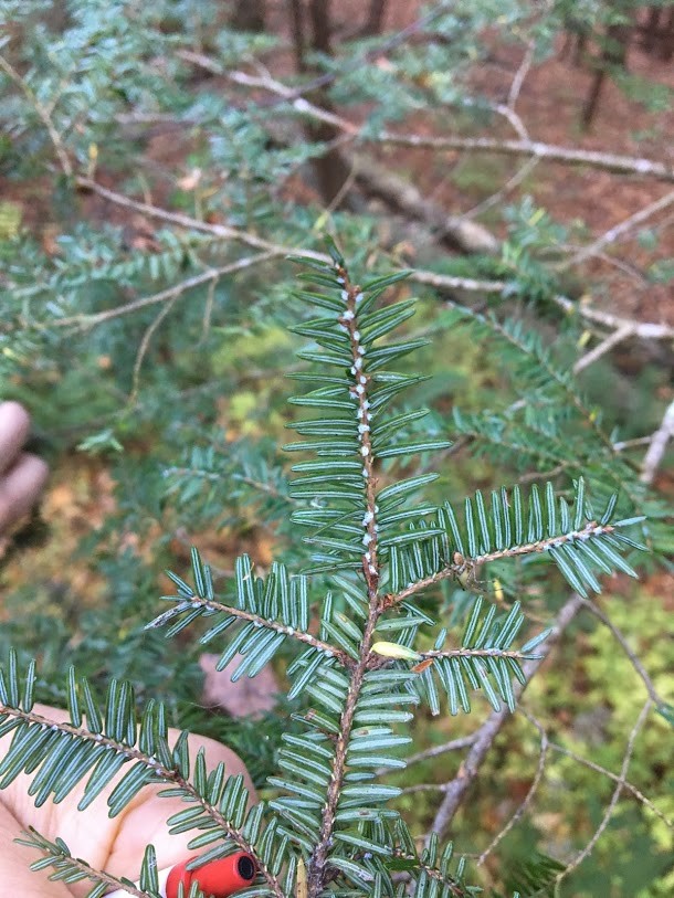 NJDEP| Office of Natural Resources Restoration | Hemlock Propagation ...