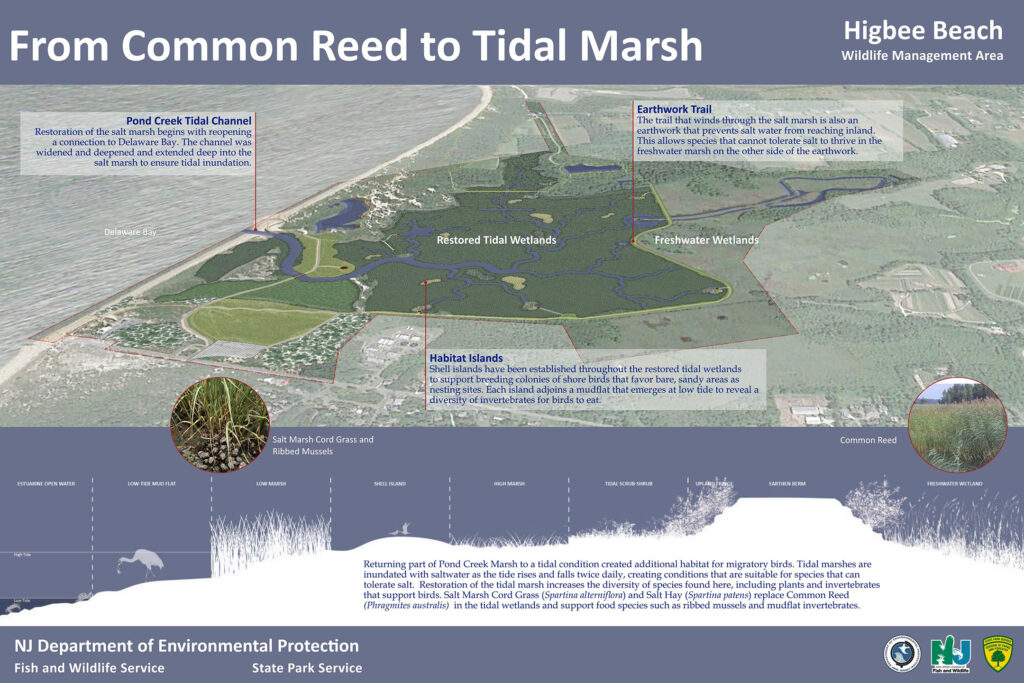 NJDEP| Office of Natural Resources Restoration | Higbee Beach Wildlife ...