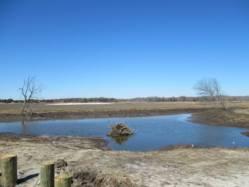 NJDEP| Office of Natural Resources Restoration | Higbee Beach Wildlife ...