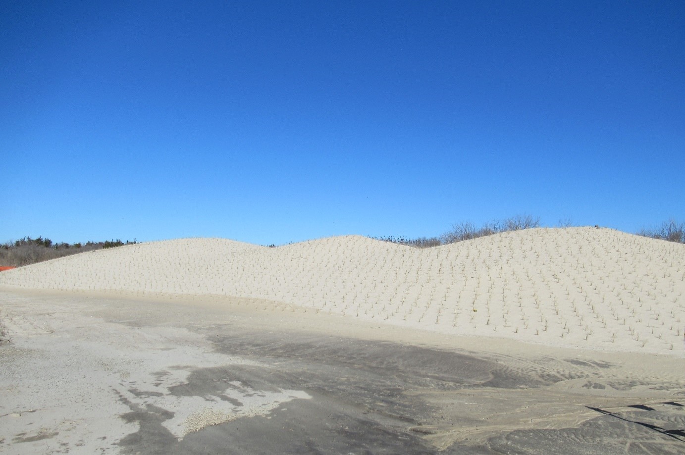 NJDEP| Office of Natural Resources Restoration | Higbee Beach Wildlife ...