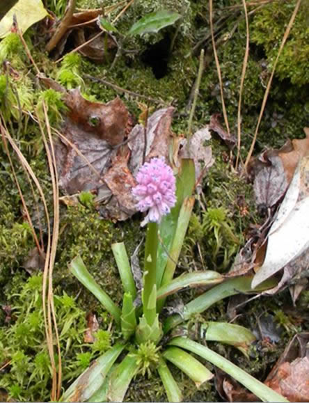 NJDEP| Office of Natural Resources Restoration | Swamp Pink Fence ...
