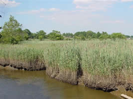 NJDEP| Office of Natural Resources Restoration | Woodbridge River ...