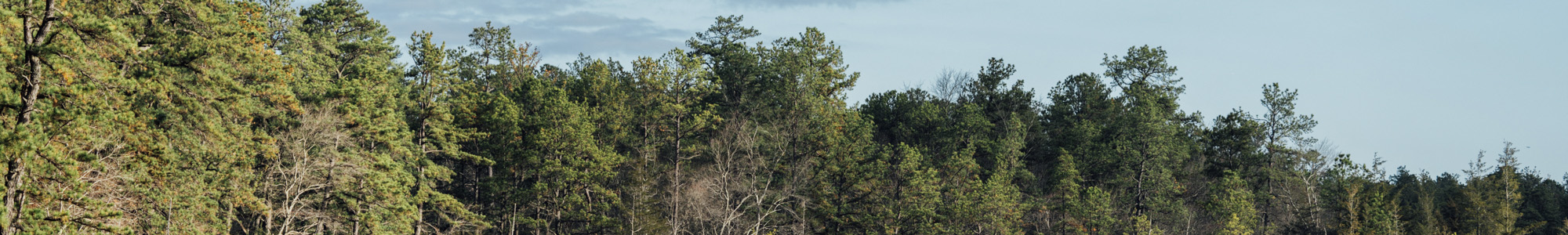 Bass River State Forest - State Parks, Forests & Historic Sites