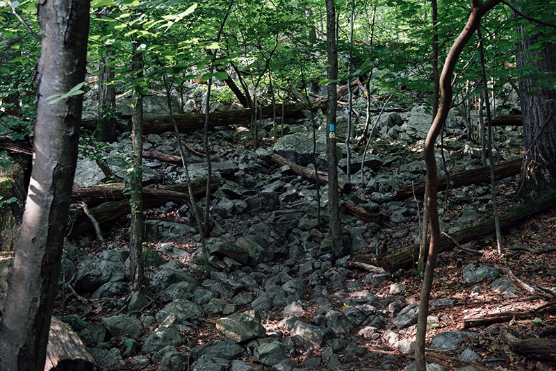 Norvin Green State Forest - State Parks, Forests & Historic Sites