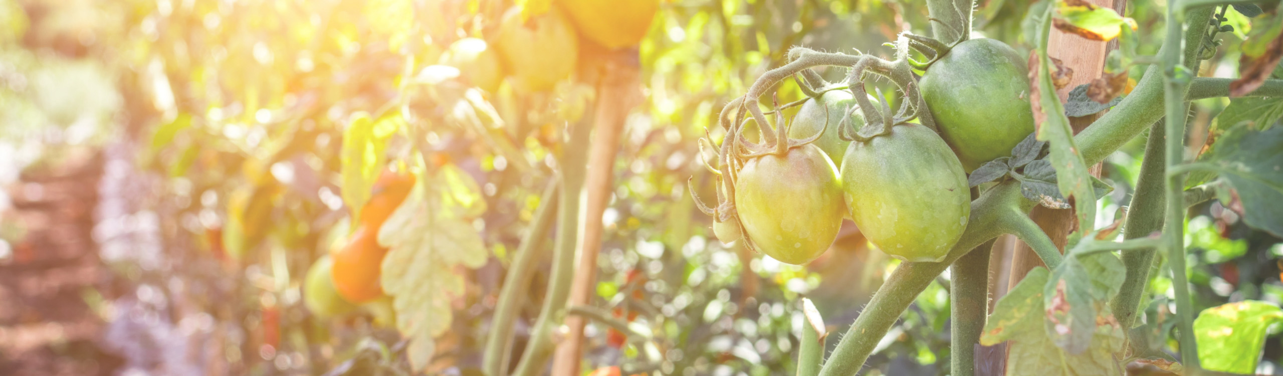 NJDEP| Sustainability | Food Waste Toolkit