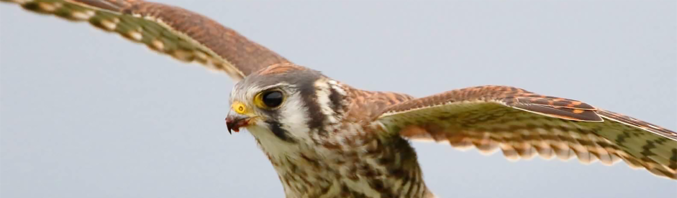 Inner Coastal Plain | State Wildlife Action Plan