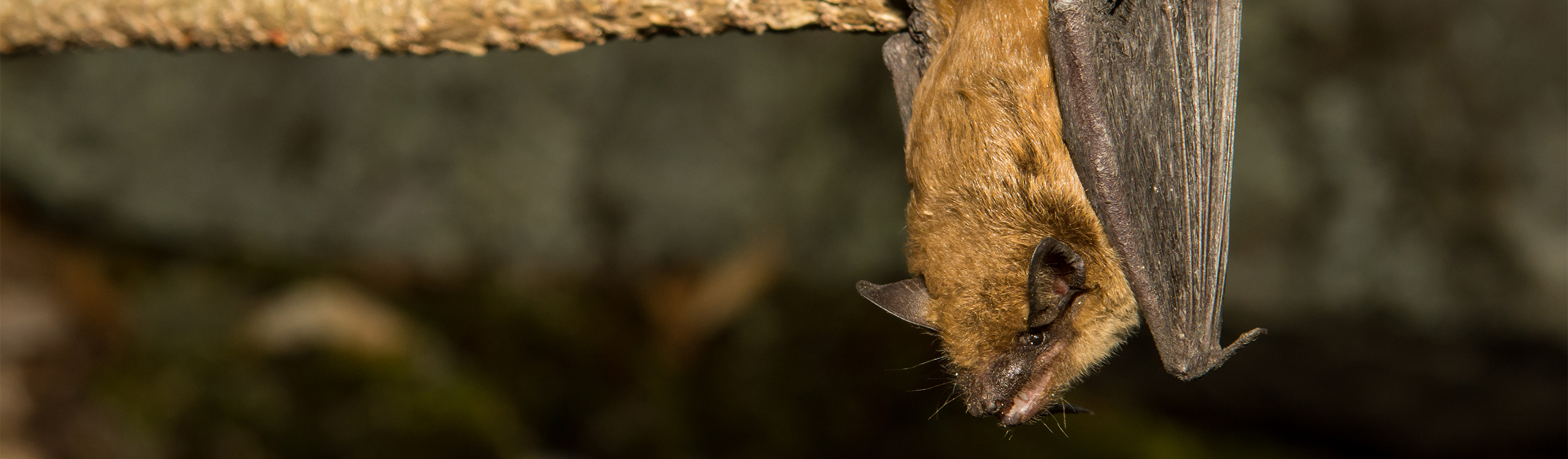 Subterranean | State Wildlife Action Plan