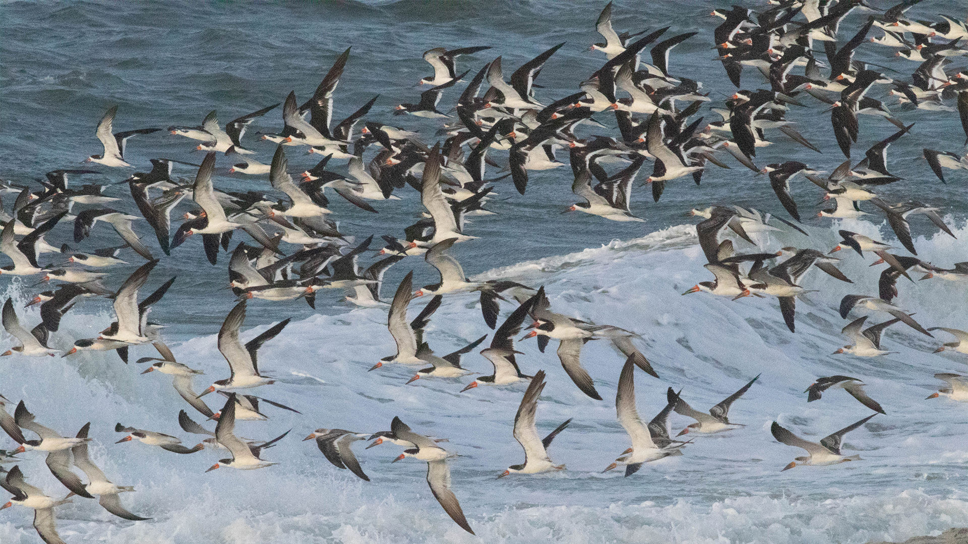 SGCN | State Wildlife Action Plan