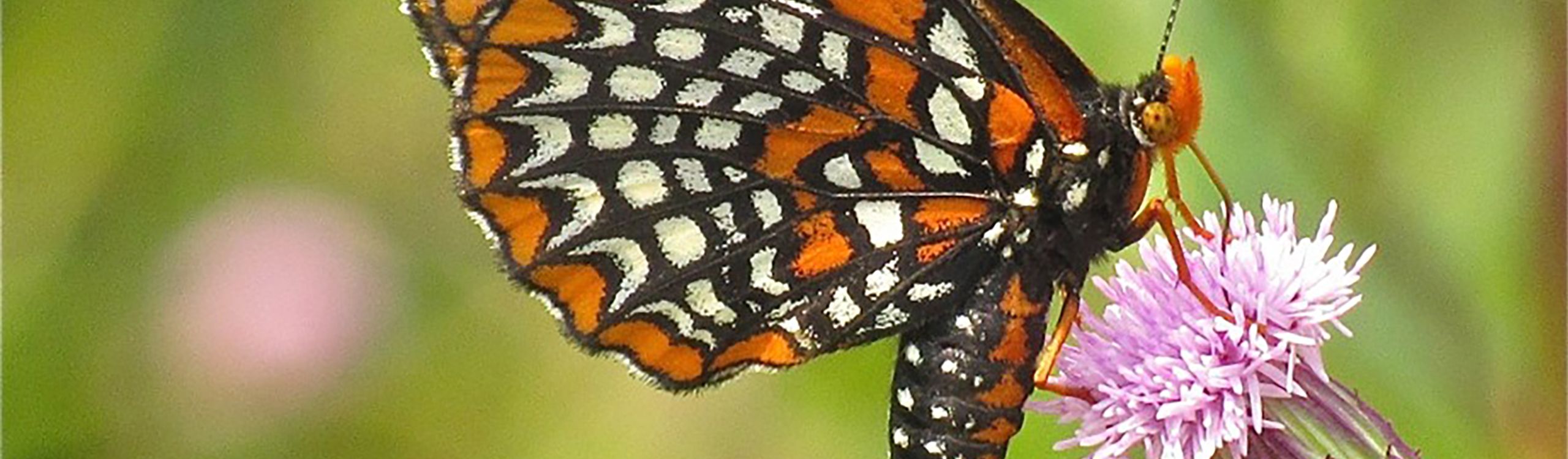 NJDEP | State Wildlife Action Plan | SGCN | Invertebrates | Terrestrial ...