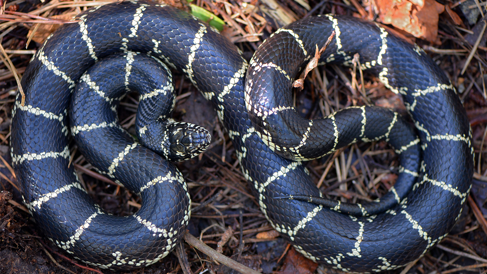 NJDEP | State Wildlife Action Plan | SGCN | Reptiles
