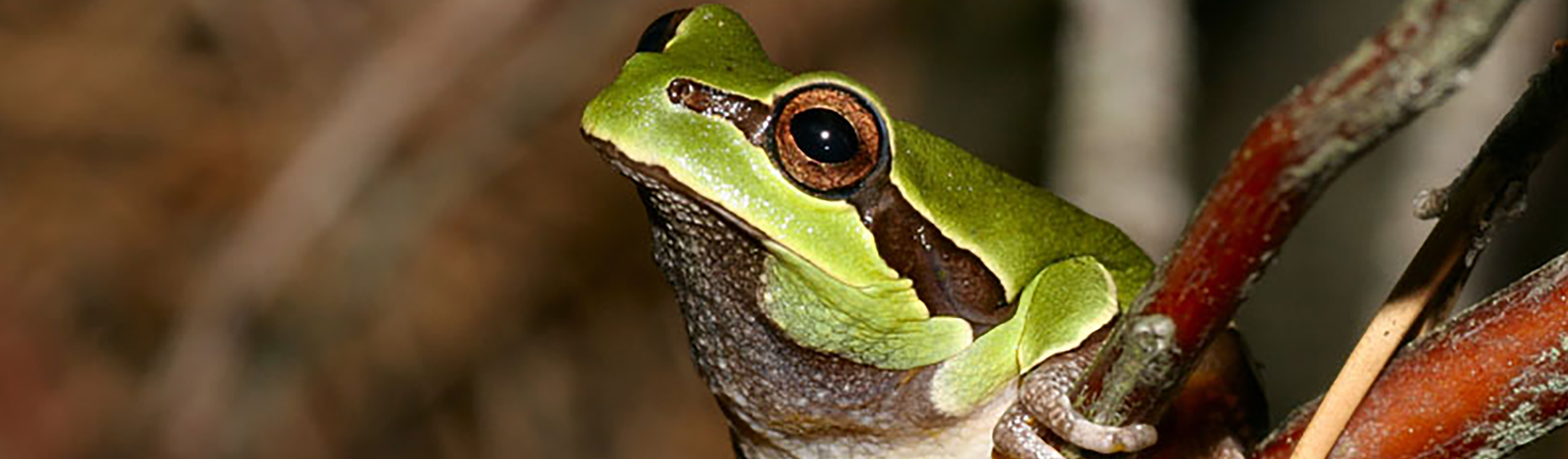 NJDEP | State Wildlife Action Plan | SGCN | Amphibians | Frogs