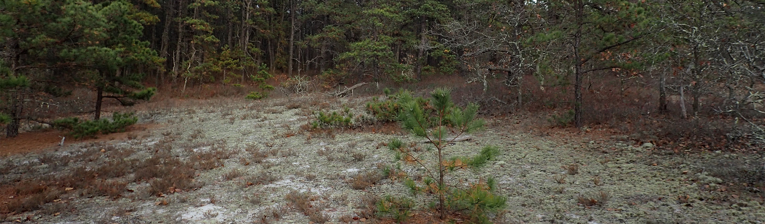 Glades | State Wildlife Action Plan
