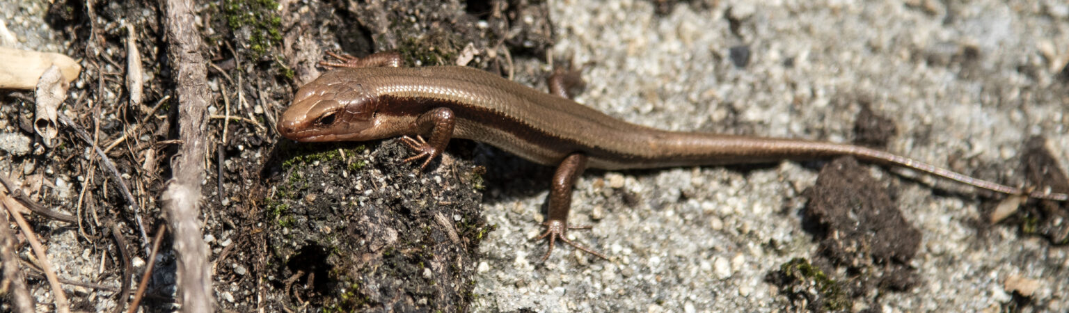 NJDEP | State Wildlife Action Plan | SGCN | Reptiles | Lizards