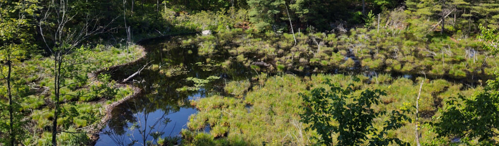 Non-tidal Wetlands | State Wildlife Action Plan