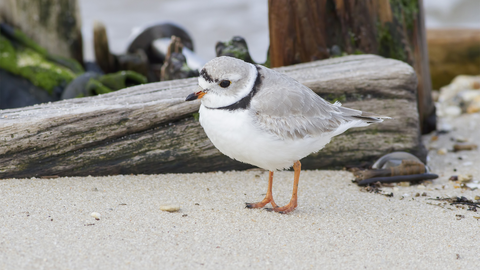 NJDEP | State Wildlife Action Plan | SGCN | Birds