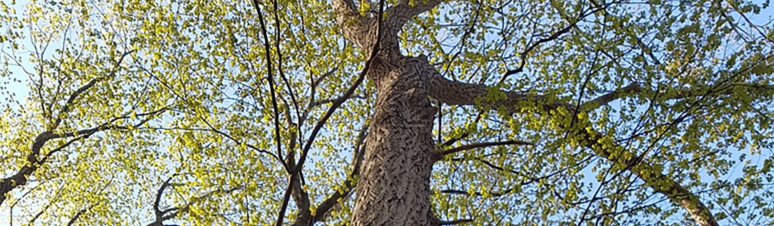 NJDEP | State Wildlife Action Plan | SGCN | Plants and Fungi