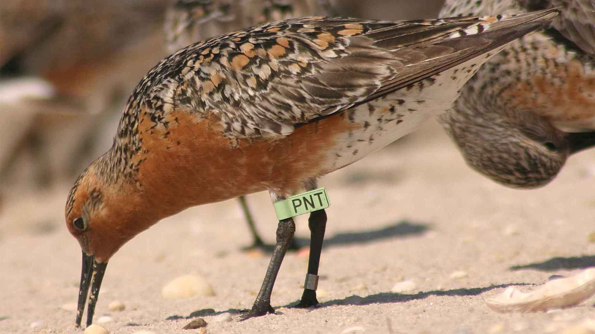 NJDEP | State Wildlife Action Plan | SGCN | Birds