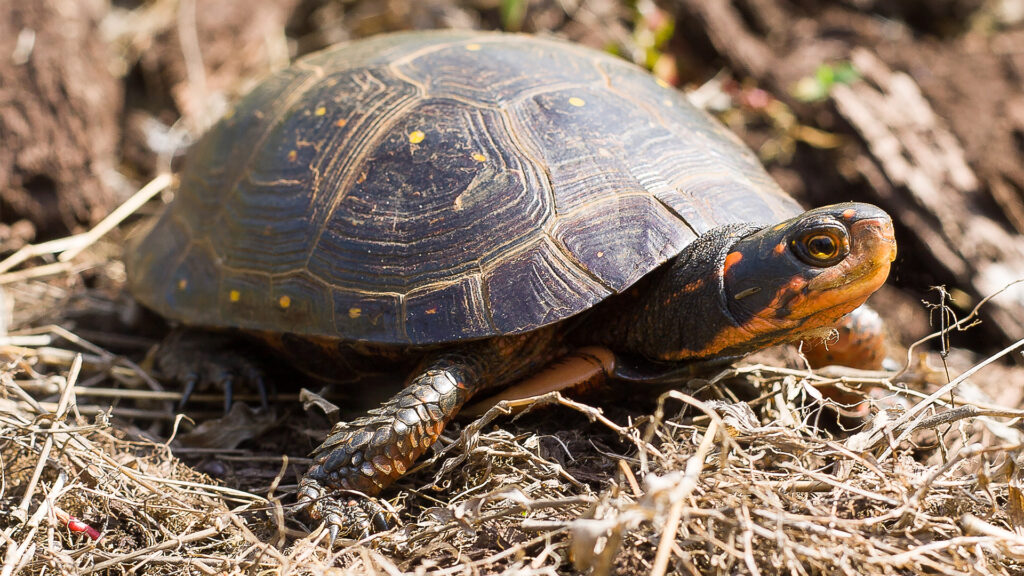 SGCN | State Wildlife Action Plan