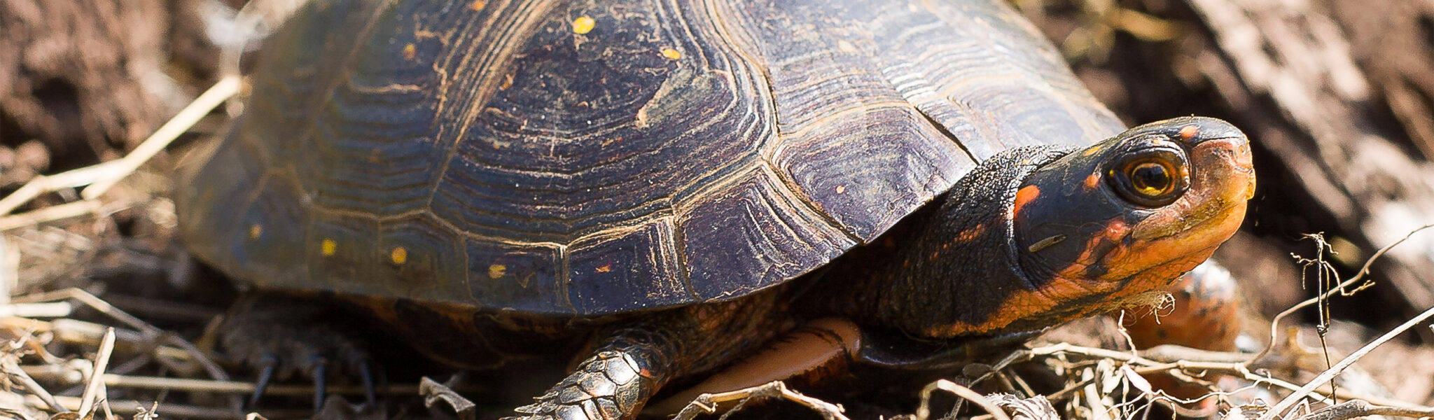 NJDEP | State Wildlife Action Plan | SGCN | Reptiles