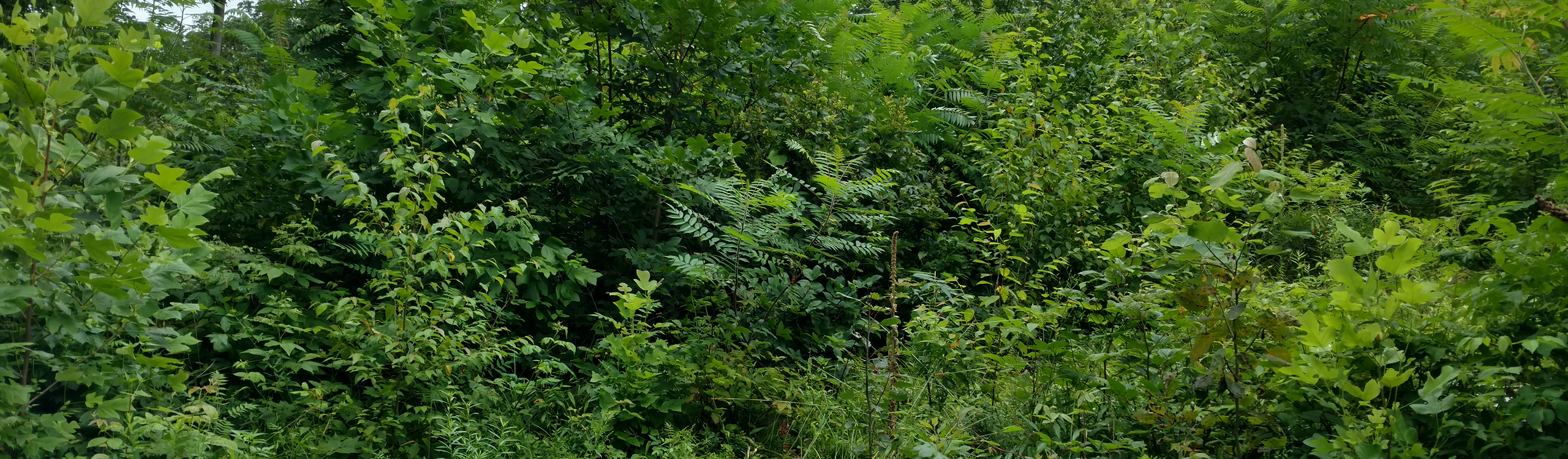 Shrublands | State Wildlife Action Plan